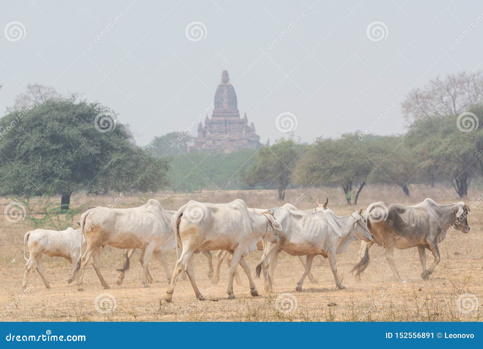 Herd of Cattle Walking through the Dry Field with Temples and Pagodas ...