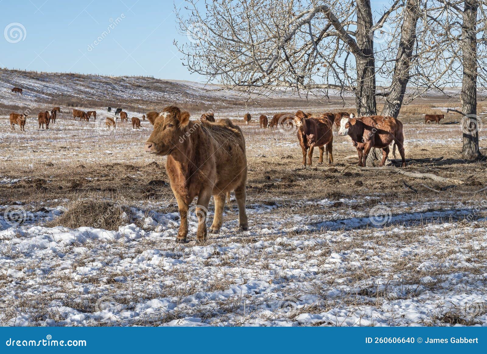 A Herd of Cattle in the Winter Stock Photo - Image of cold, country ...
