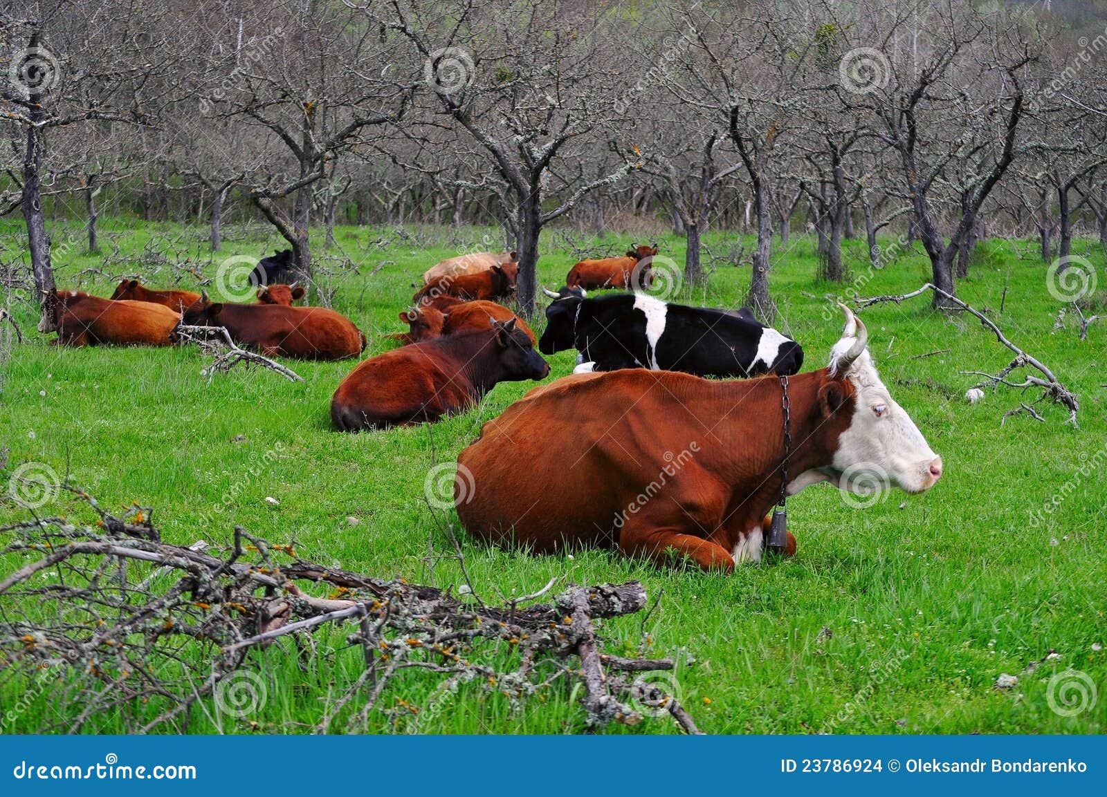 Herd of caws stock photo. Image of spring, grass, farming - 23786924