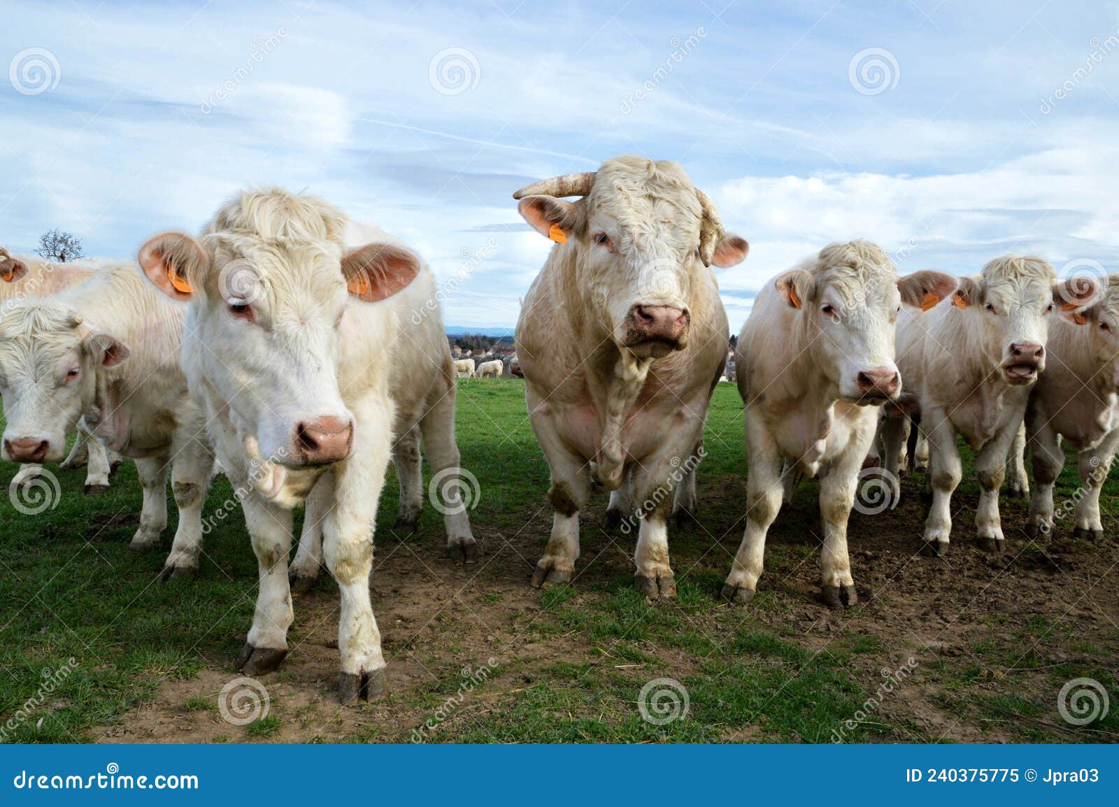 Herd of Charolais cows stock image. Image of animals - 240375775