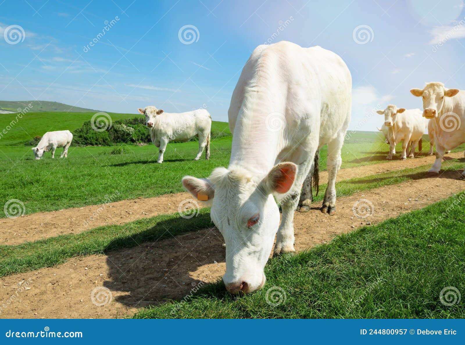 Herd of Charolais Cows in Pasture Stock Image - Image of grass, meat ...