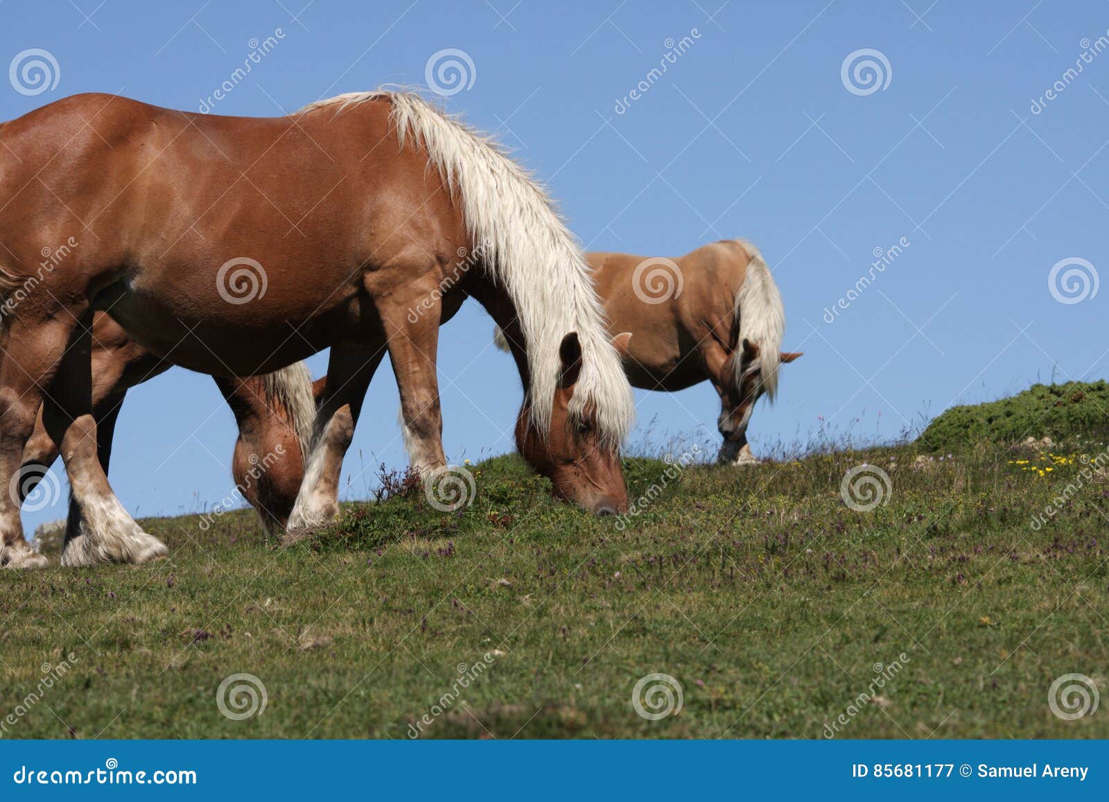Herd of comtois horse stock image. Image of workhorse - 85681177