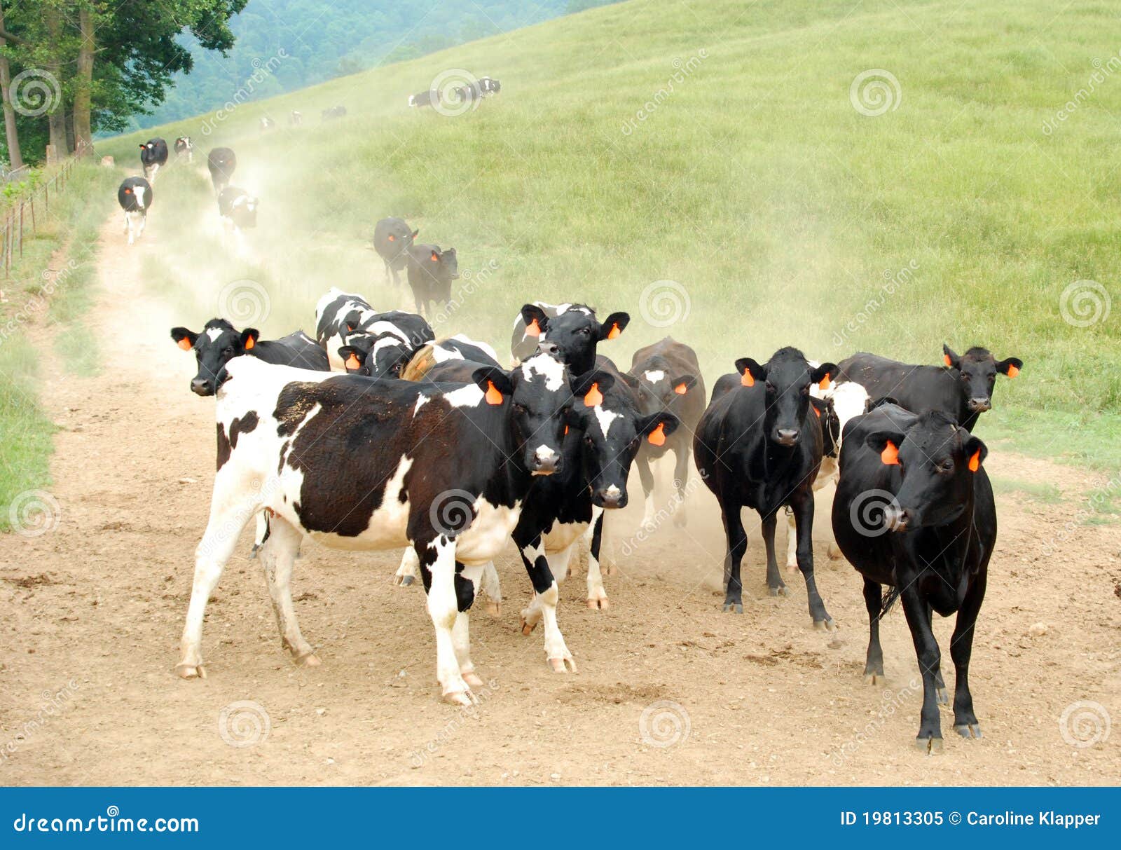 A Herd of Cows stock image. Image of cows, move, farming - 19813305