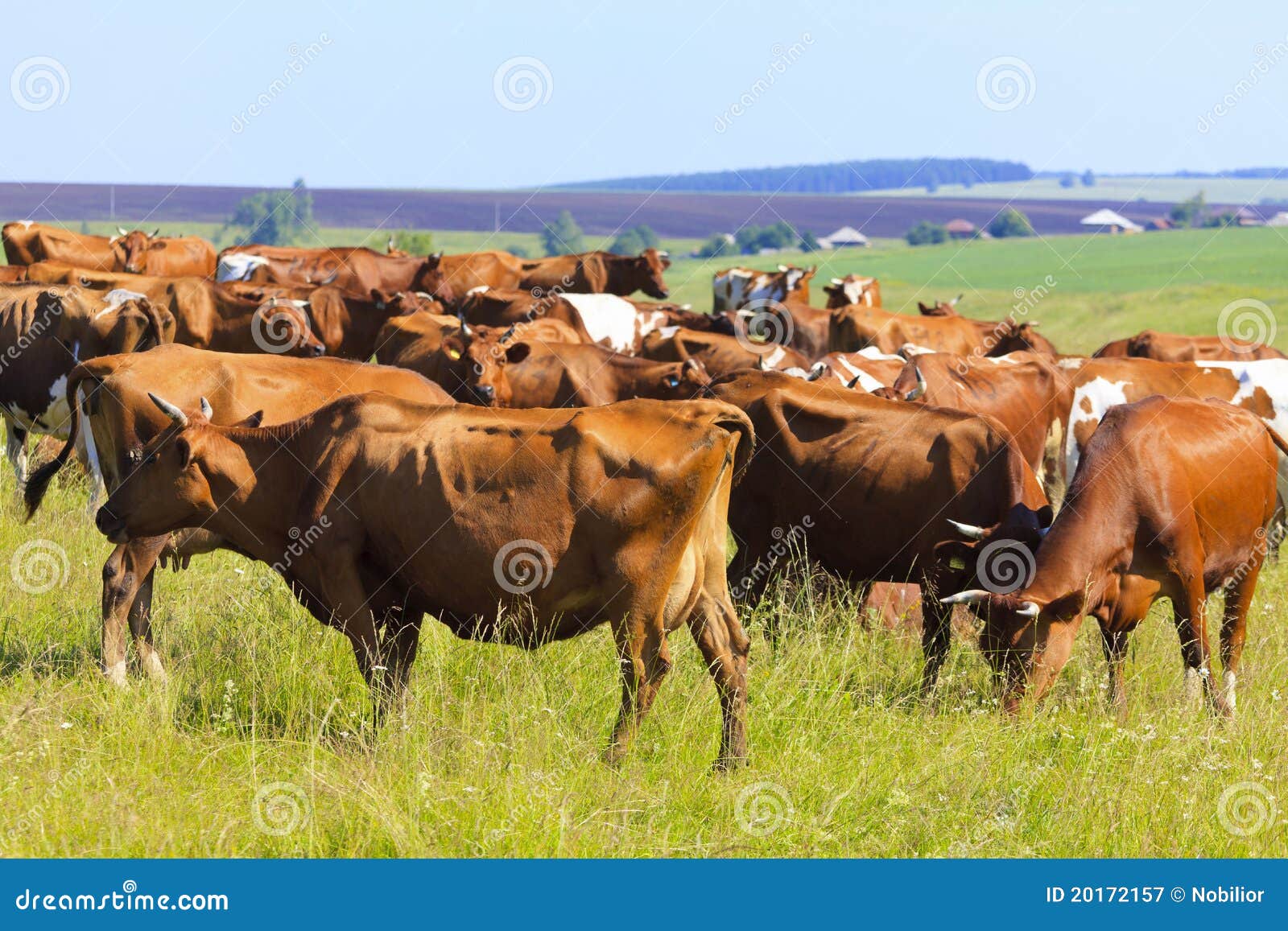 Herd of cows stock image. Image of beautiful, diet, field - 20172157
