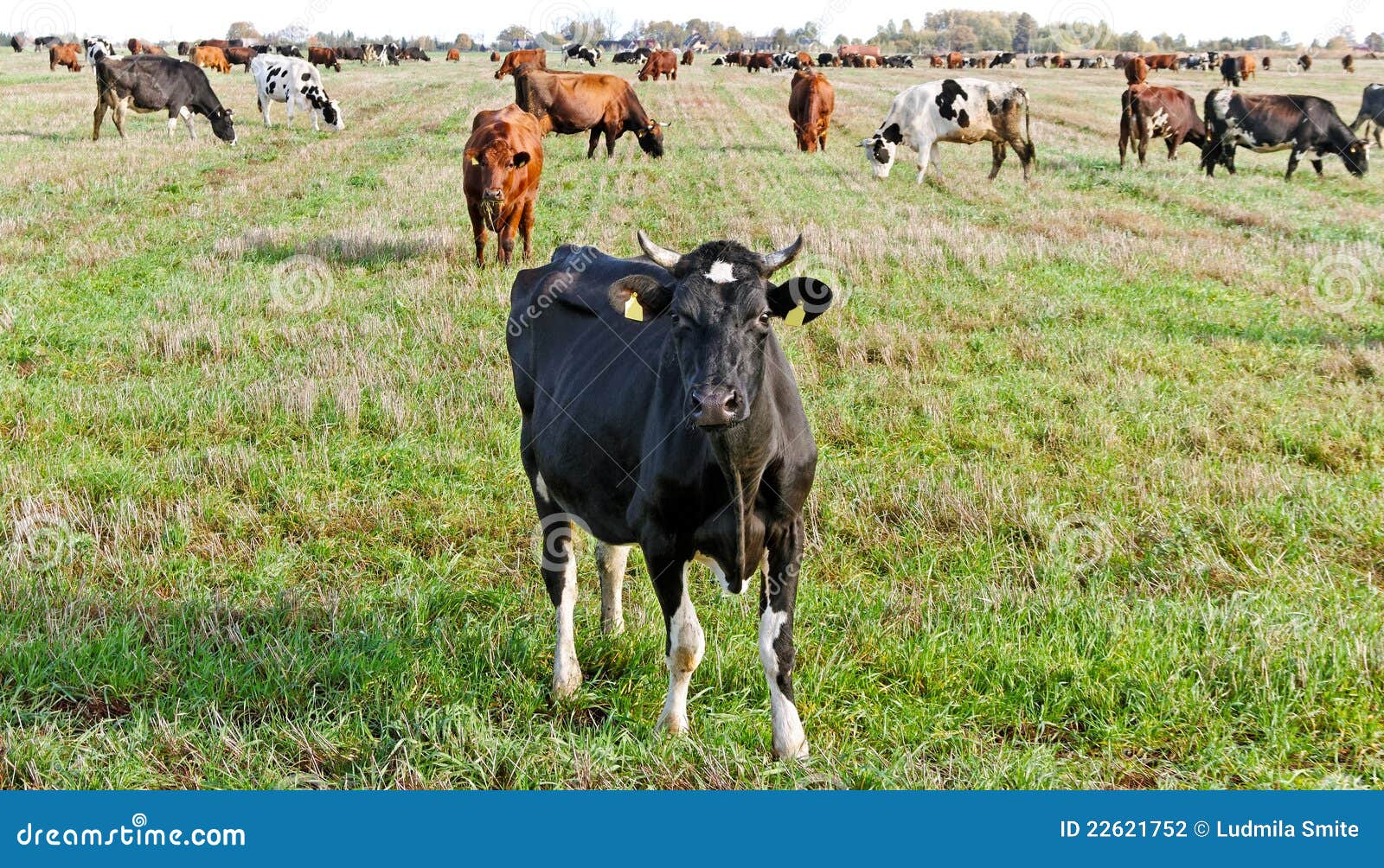 Herd of cows. stock photo. Image of livestock, agriculture - 22621752