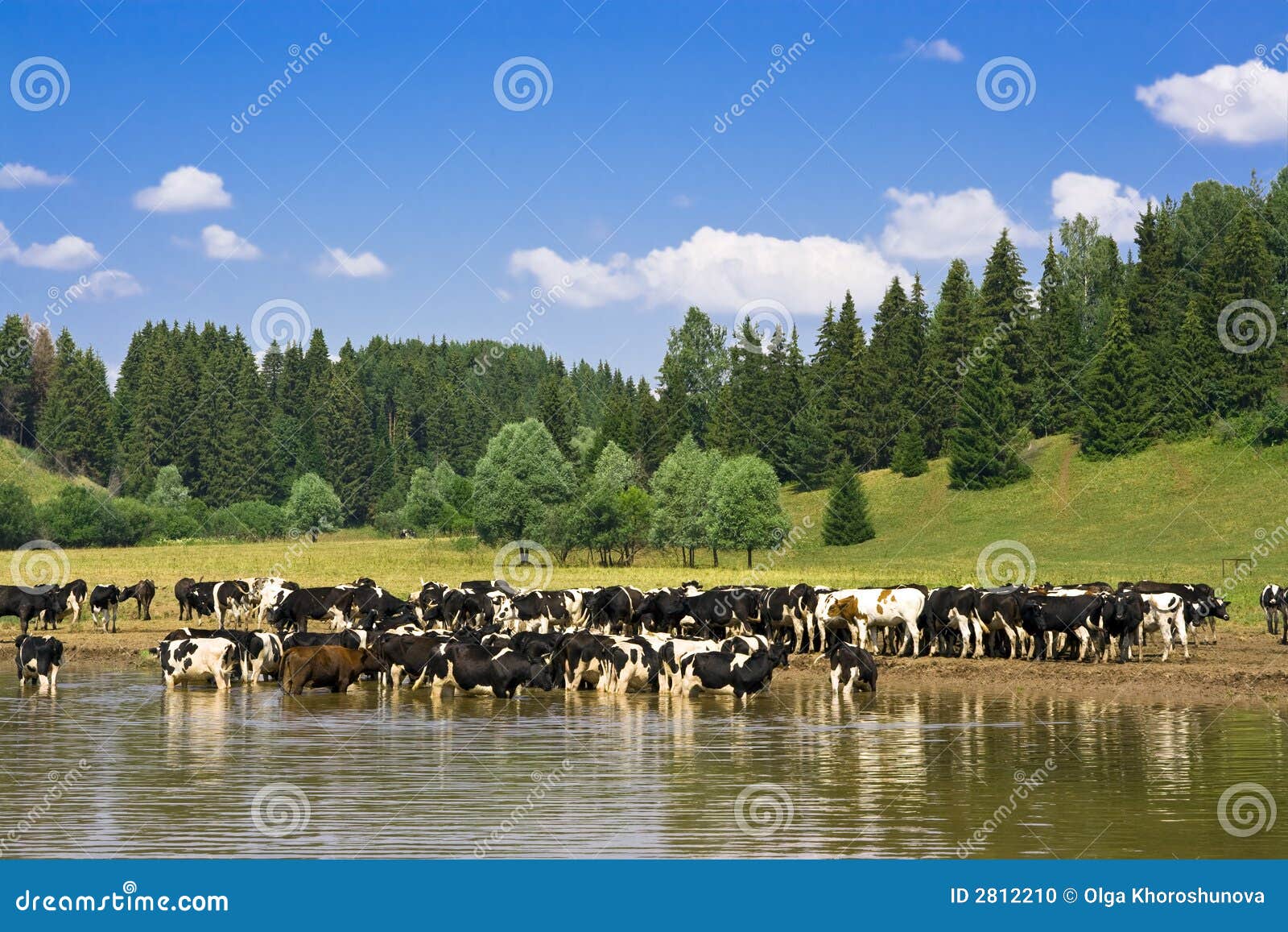 Herd of cows stock photo. Image of field, view, cows, agriculture - 2812210 Herd of cows stock photo. Image of field, view, cows, agriculture - 2812210