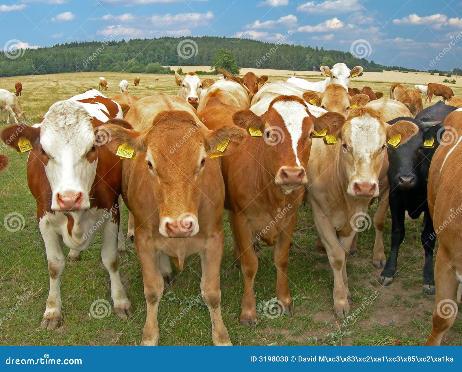 Herd of cows stock photo. Image of blue, meadow, lawn - 3198030