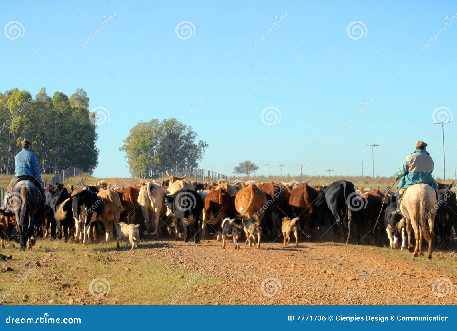 Horse Following Man Stock Photos - Free & Royalty-Free Stock Photos ...