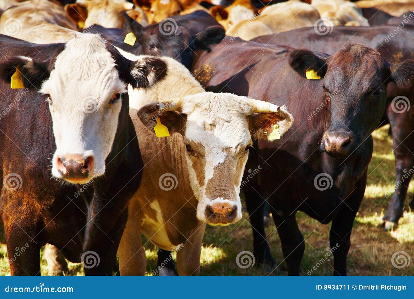 Herd Of Cows Stock Image - Image: 8934711