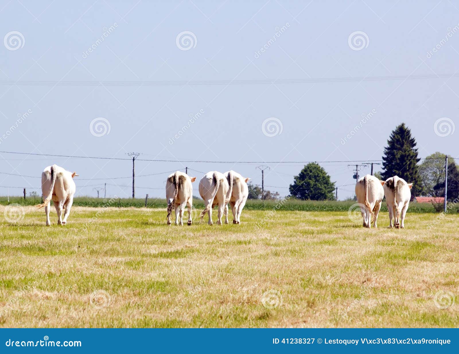 Herd of Cows, Back, in Good Alignment. Stock Image - Image of pasture ...