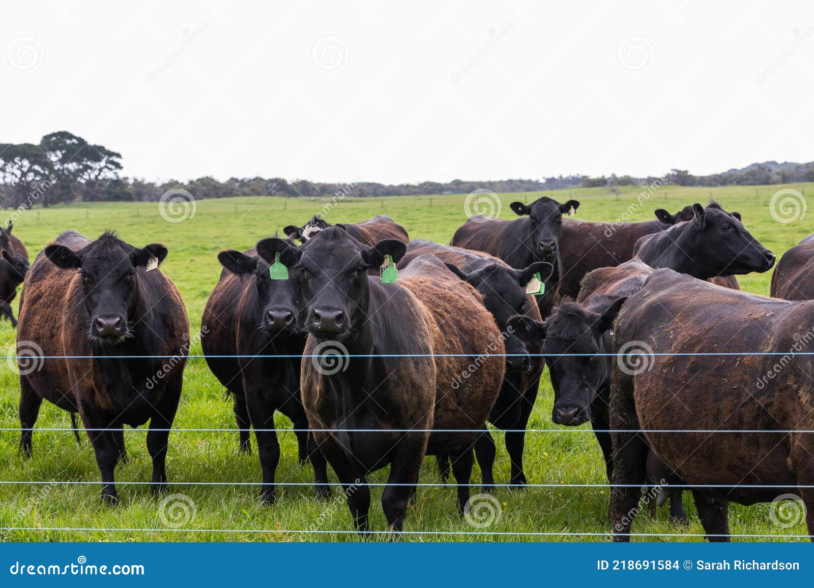 A herd of cows stock photo. Image of agricultural, agribusiness - 218691584