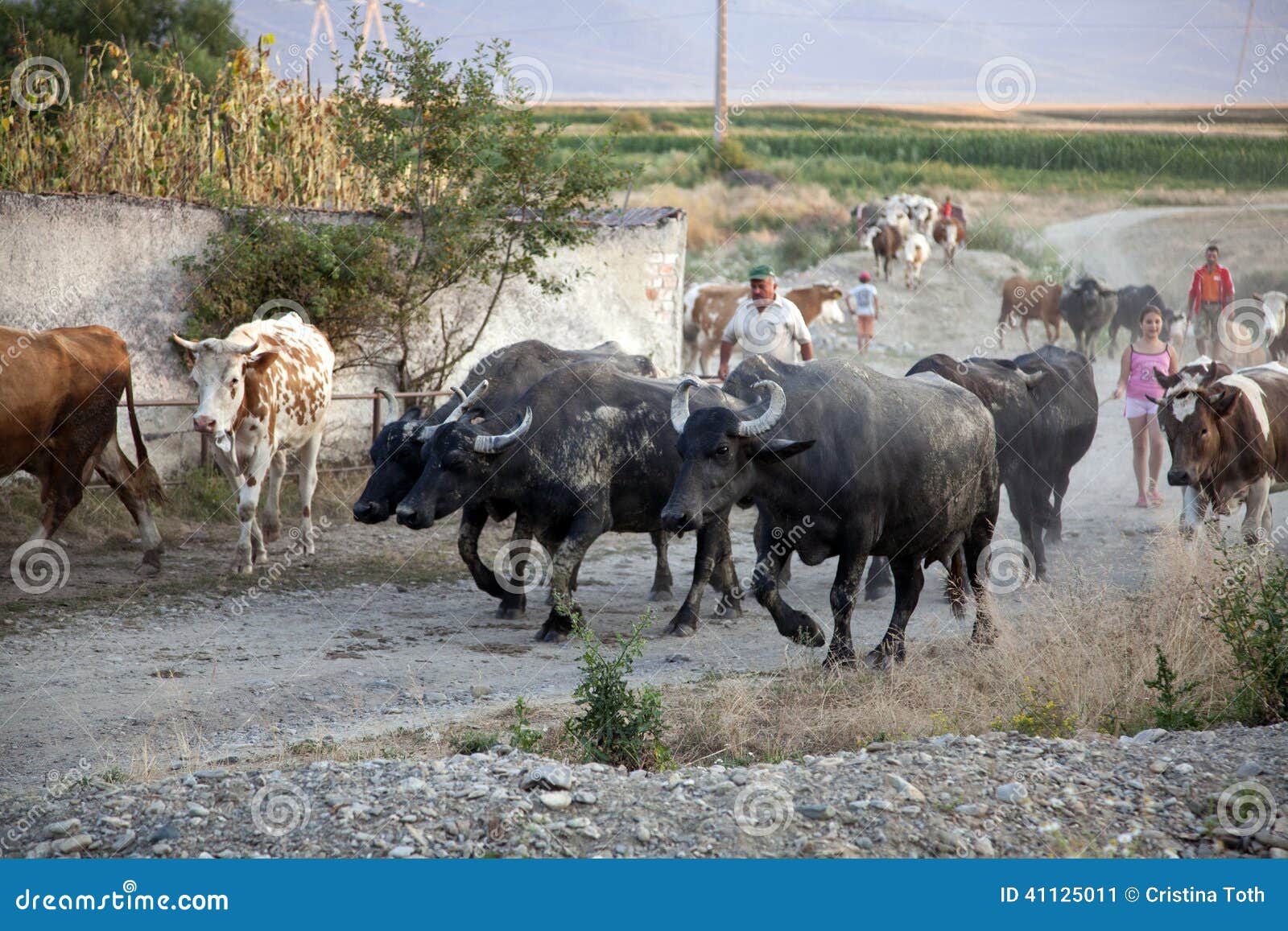 Herd of cows and buffaloes editorial photo. Image of buffalo - 41125011