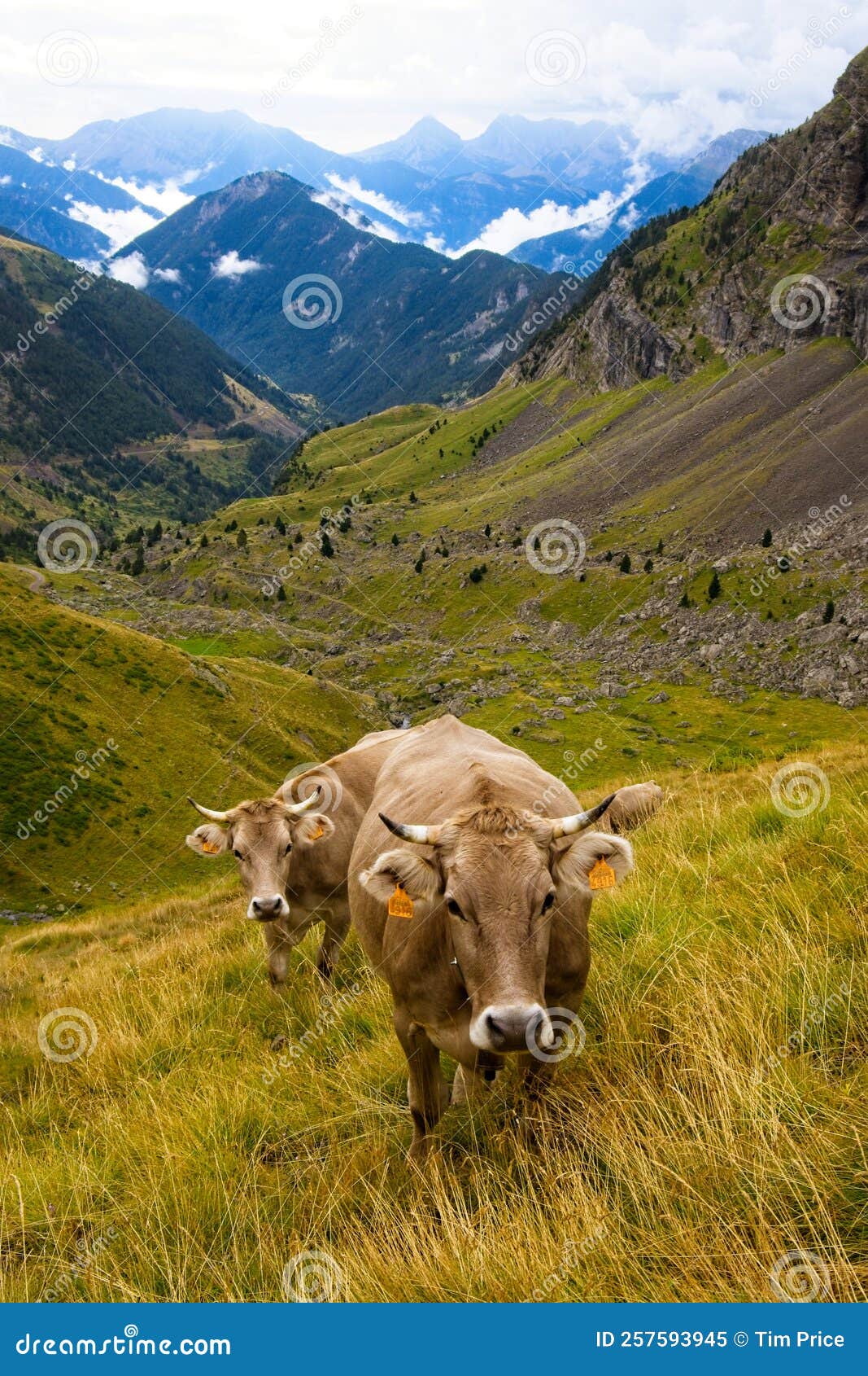 Herd of Cows in the Chisagues Valley Stock Image - Image of mammal ...