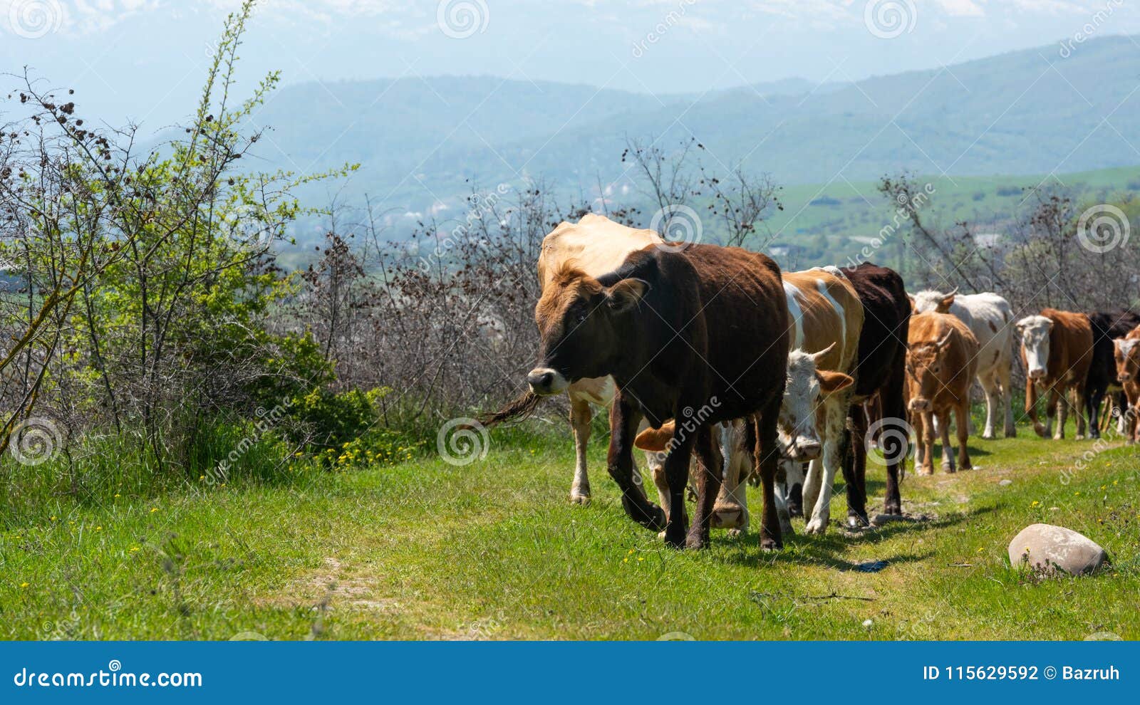 Herd of cows close-up stock photo. Image of animal, green - 115629592