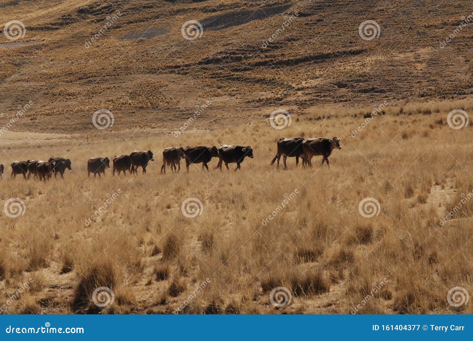 Cows in meadow, Peru stock image. Image of meadow, cows - 161404377