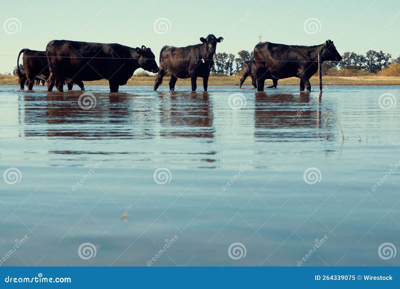 Herd of Cows Crossing a Large Puddle in the Water Stock Image - Image ...