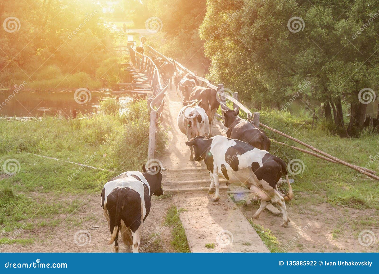 A Herd of Cows Crossing the River Along the Bridge Stock Photo - Image ...