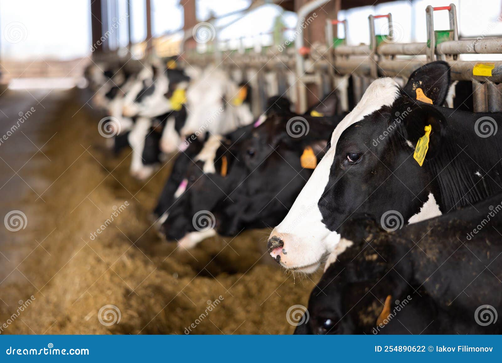 Herd of Cows Eating Forage Fodder Stock Photo - Image of cattle, dairy ...
