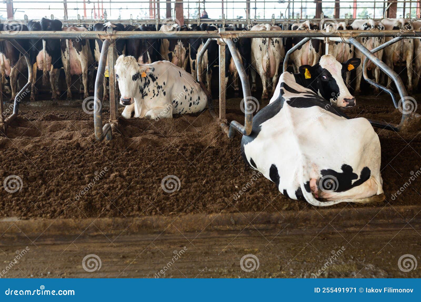 Herd of Cows Eating Forage Fodder Stock Image - Image of province ...