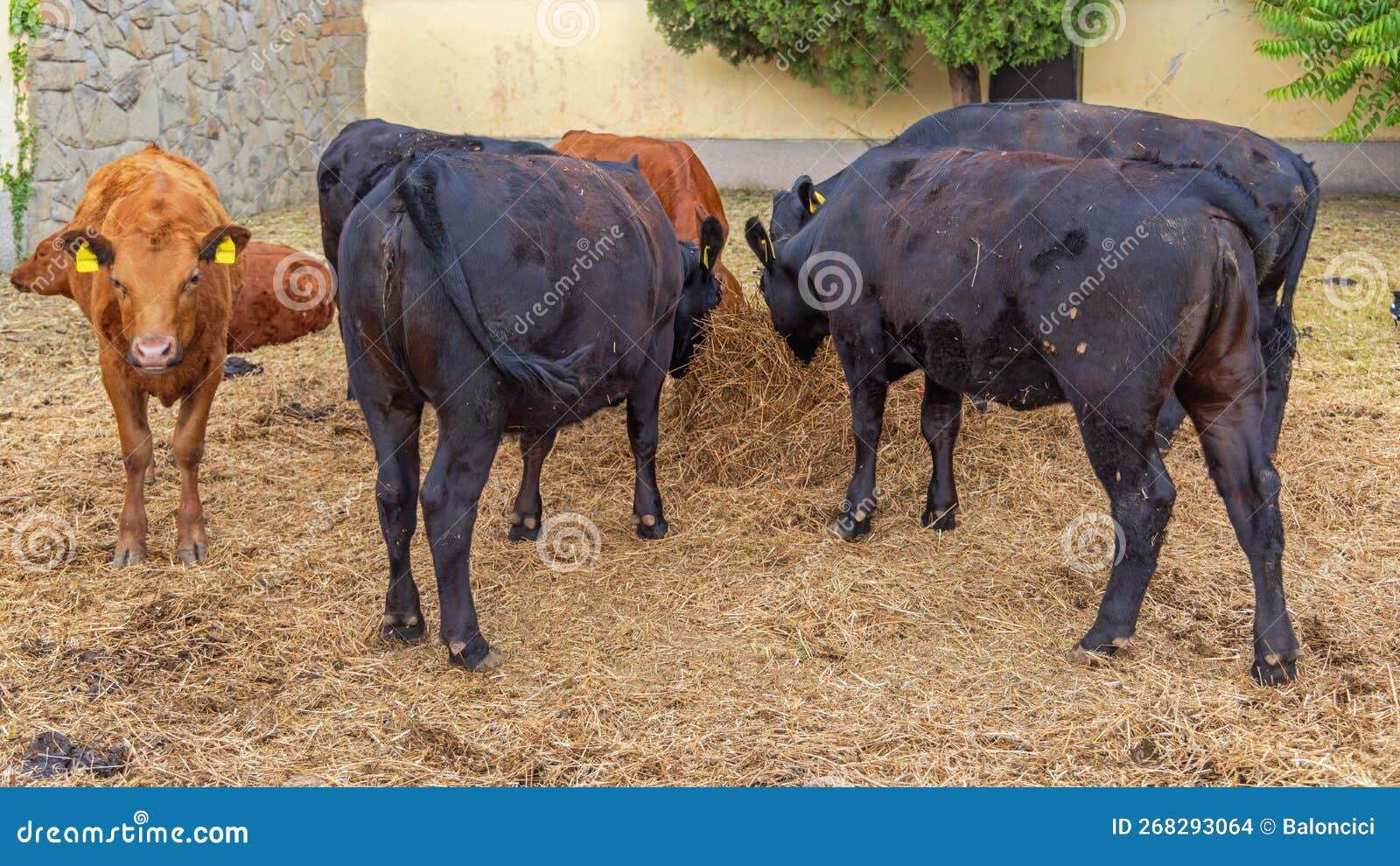 Cattle Eating Hay stock photo. Image of cattle, food - 268293064