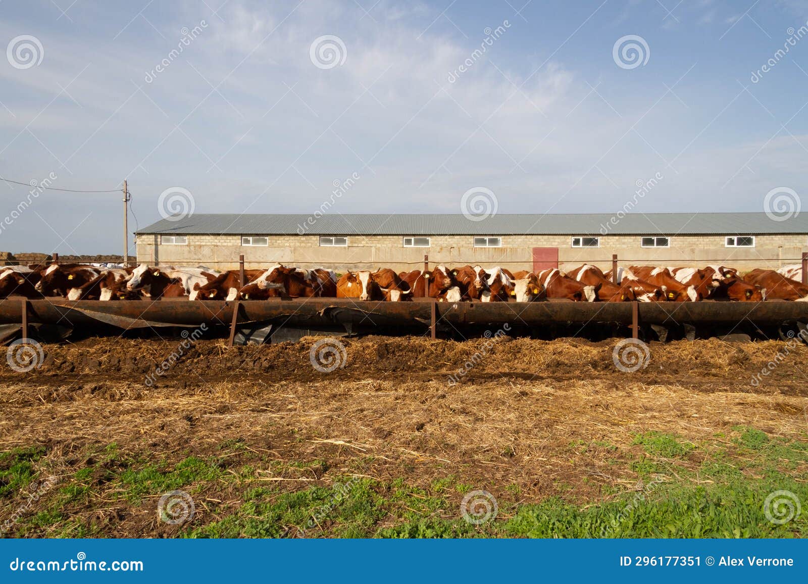 A Herd of Cows on a Farm. Livestock Complex. Raising Cattle Stock Image ...