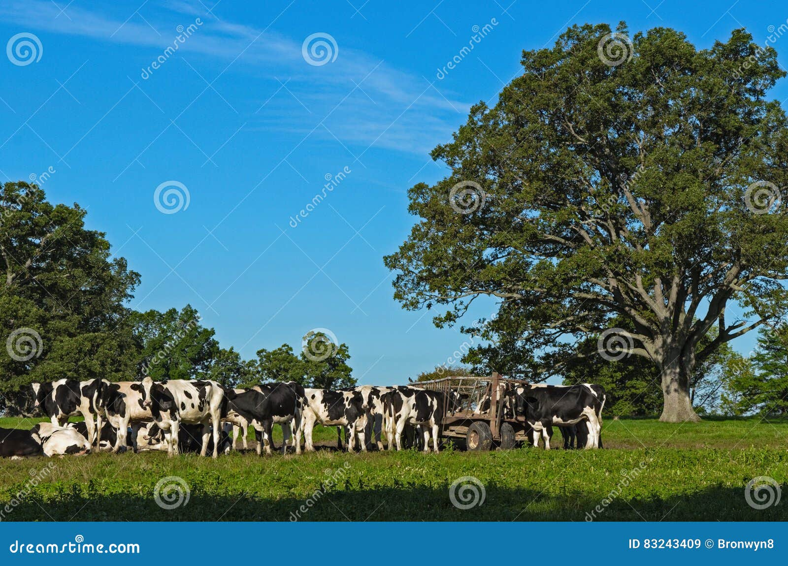 Herd of Cows in in Field stock image. Image of black - 83243409