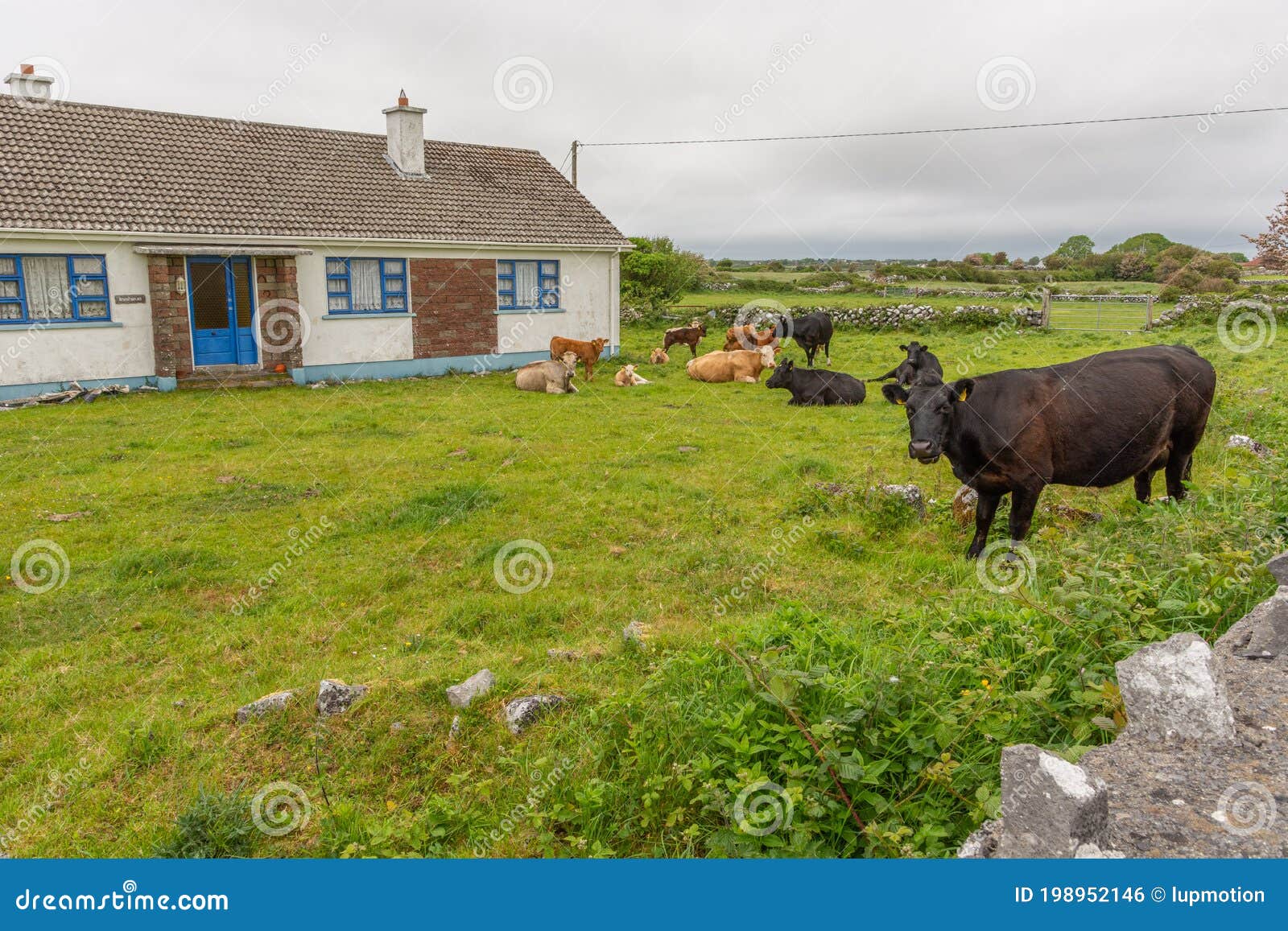 Herd of Cows in a Front Yard in Ireland. Cow Farm in Ireland Stock ...