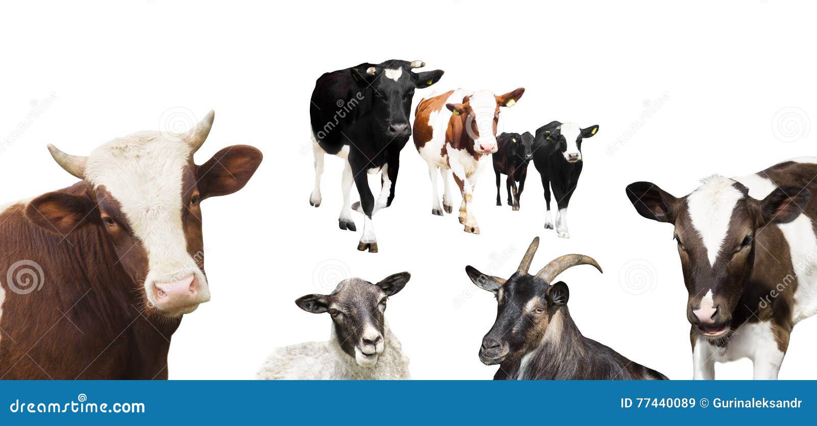 Herd of Cows Goat and Sheep Stock Image - Image of calf, cows: 77440089
