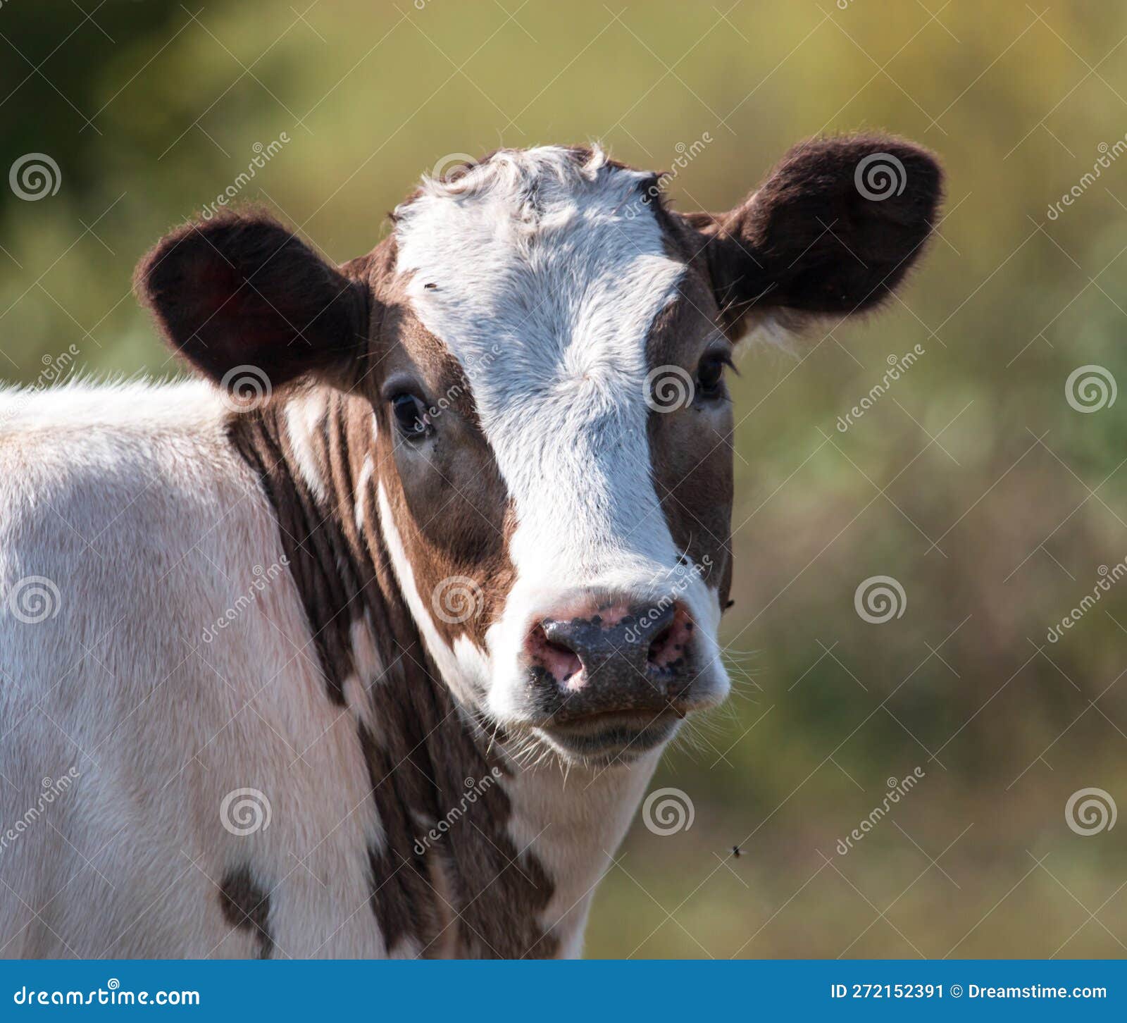 A Herd of Cows and Gobies for a Walk Stock Image - Image of cows, walk ...
