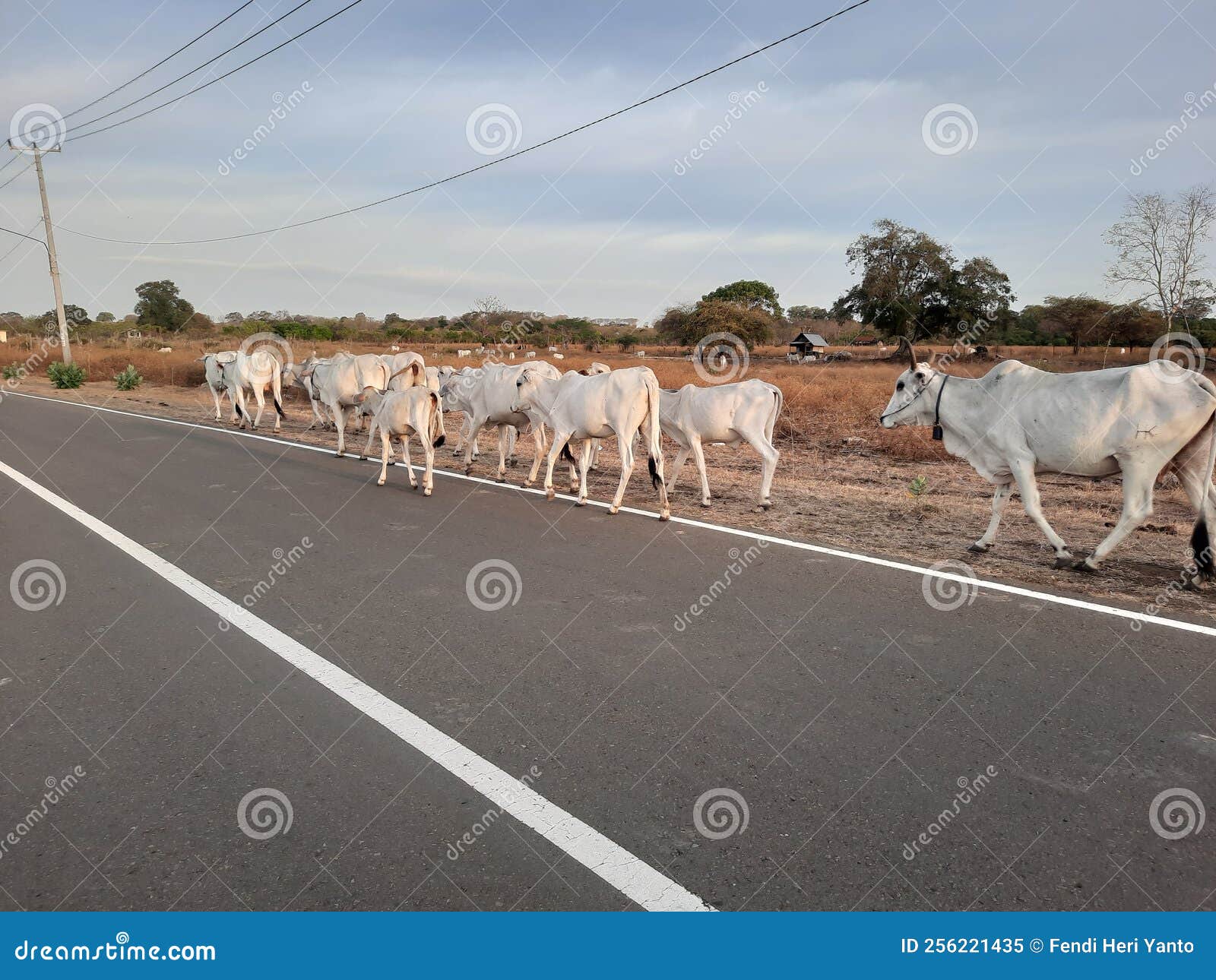 Herd of Cows Going Home stock image. Image of transport - 256221435
