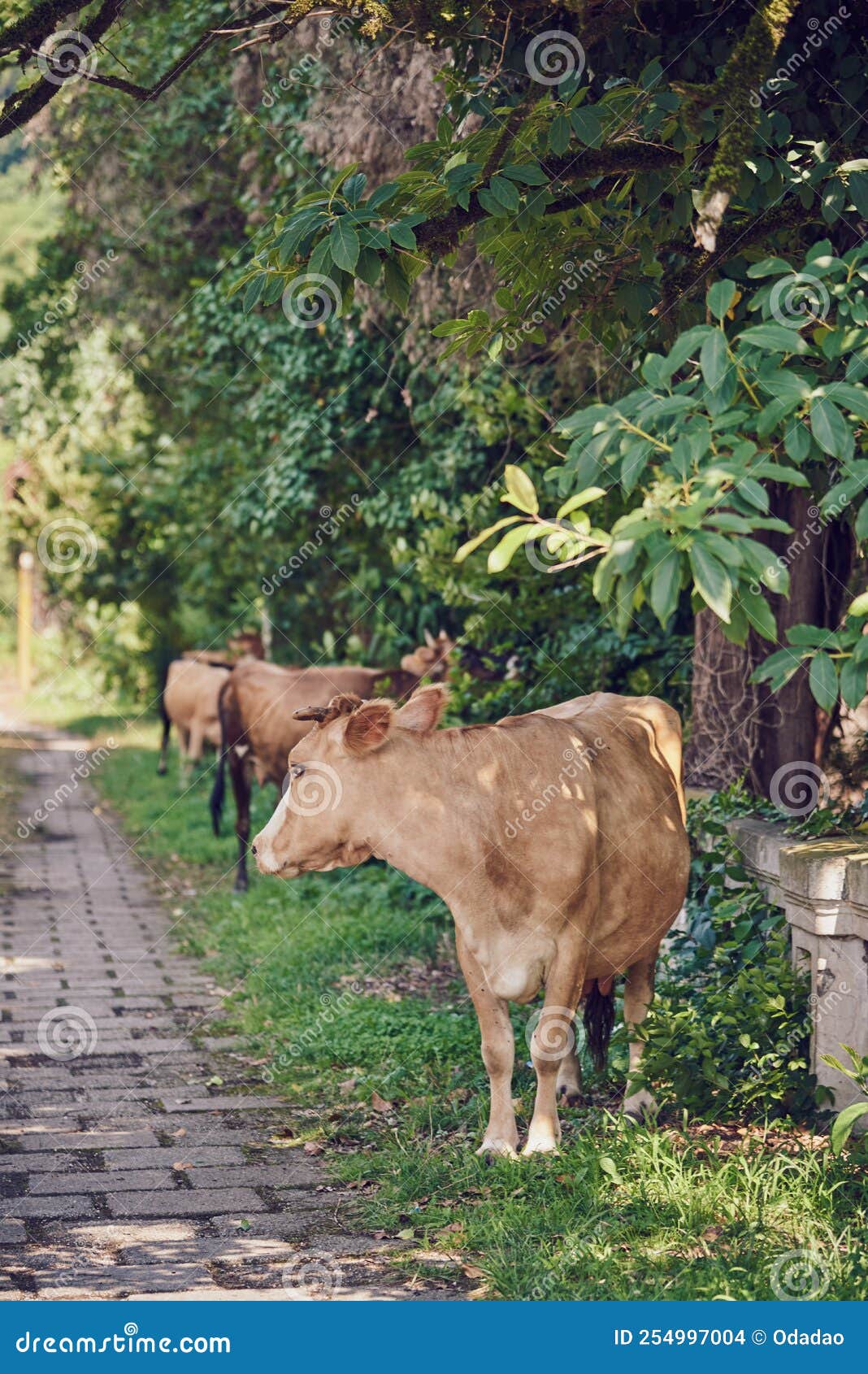 A Herd of Cows Graze Along a Pedestrian Path on a Sunny Day. Stock ...