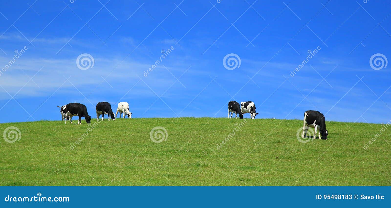 Herd of Cows Graze on a Horizon Stock Image - Image of landscape ...