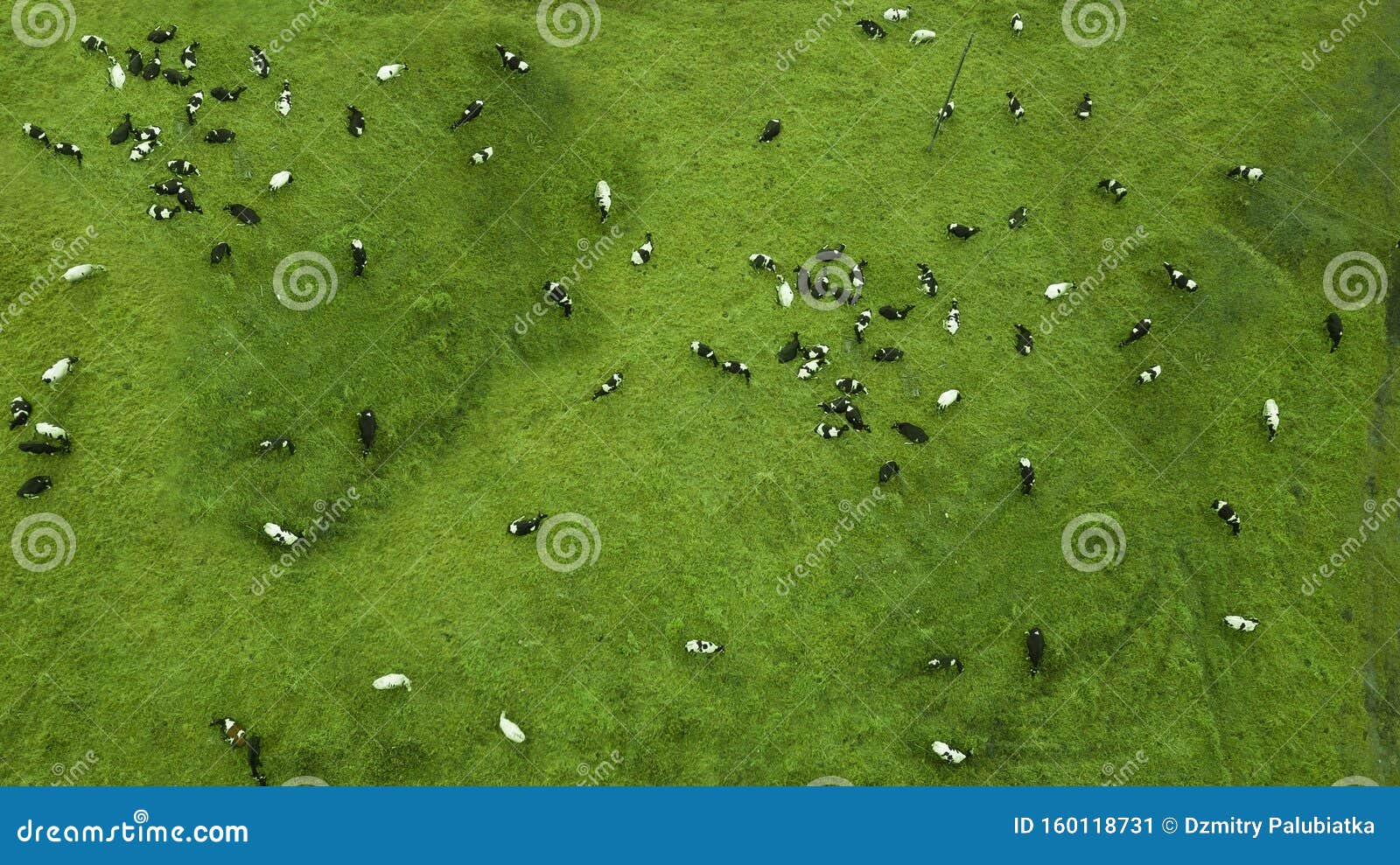 Cows Top View Stock Photos - Download 1,096 Royalty Free Photos