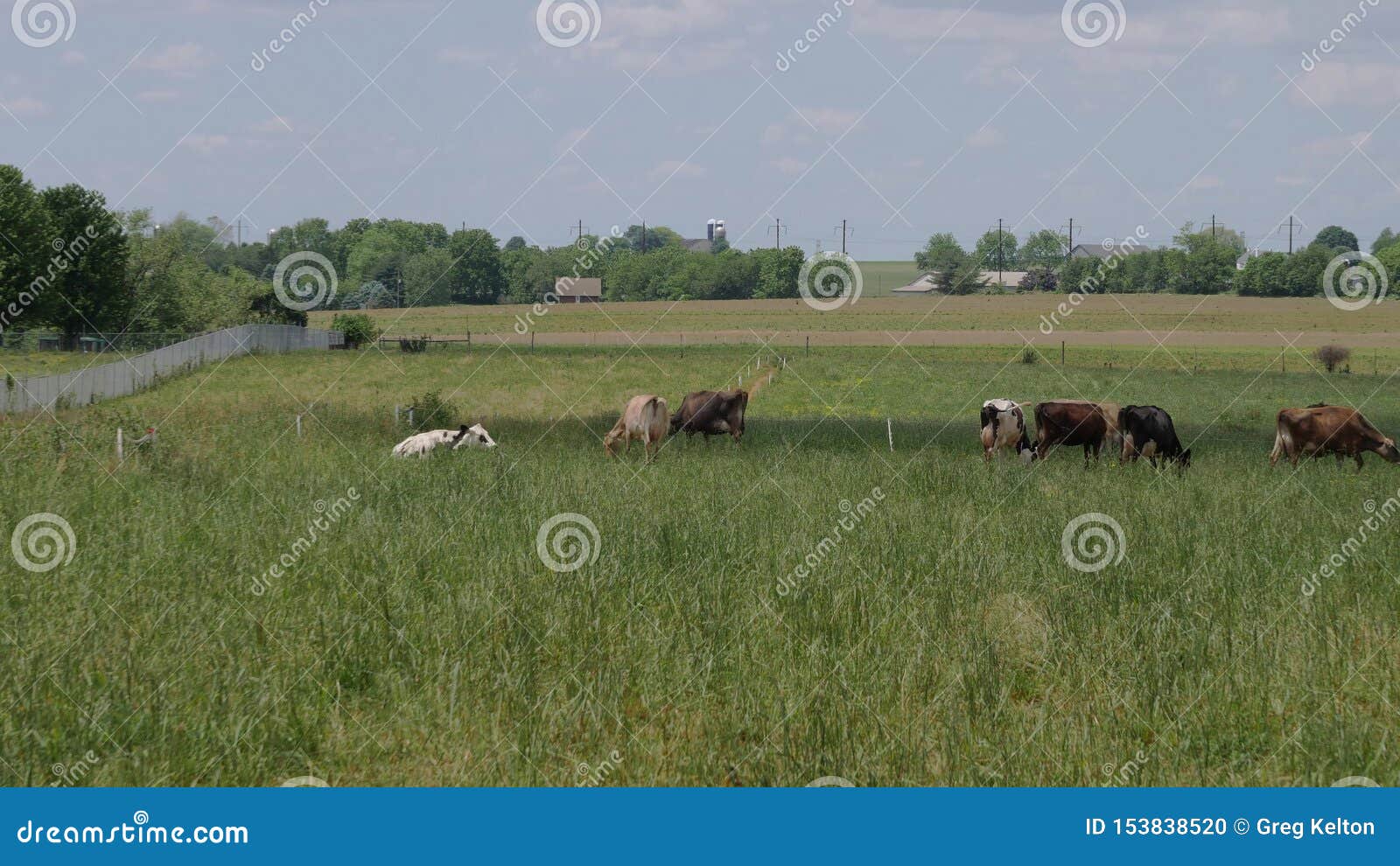 A Herd of Cows Grazing in a Amish Farm Field Stock Photo - Image of ...