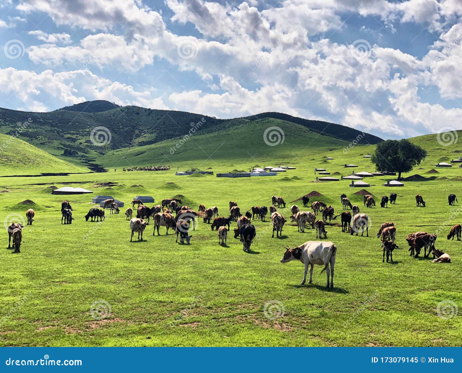Cows grazing in the field stock image. Image of breed - 173079145