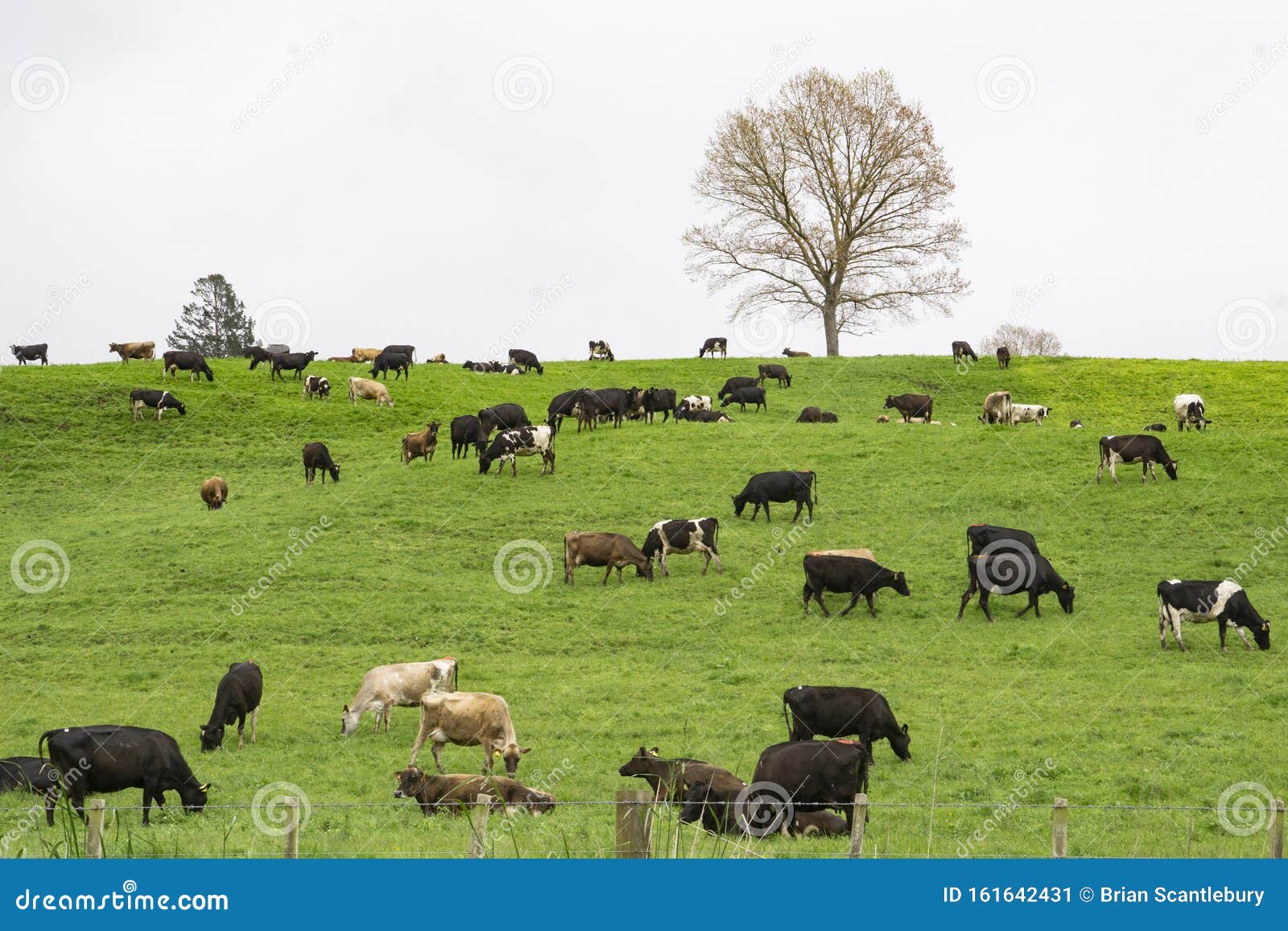 Herd of Cows Grazing in Field Stock Image - Image of farming, expansive ...