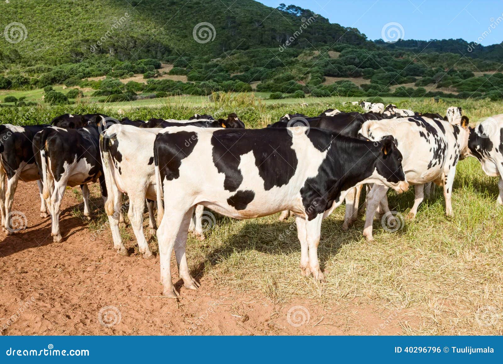 Herd of cows stock photo. Image of background, herd, farmland - 40296796