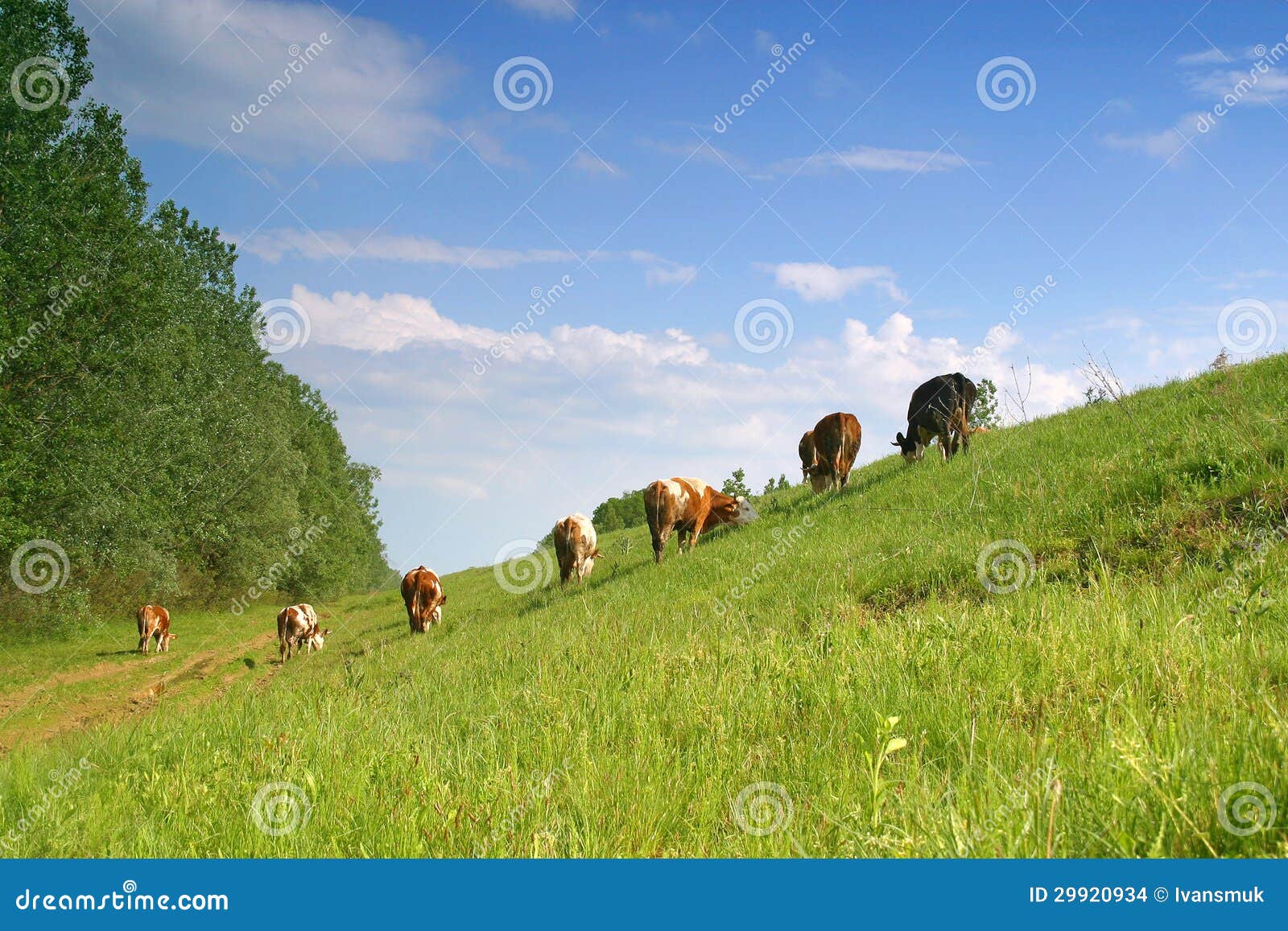 Cows on pasture stock photo. Image of field, countryside - 29920934