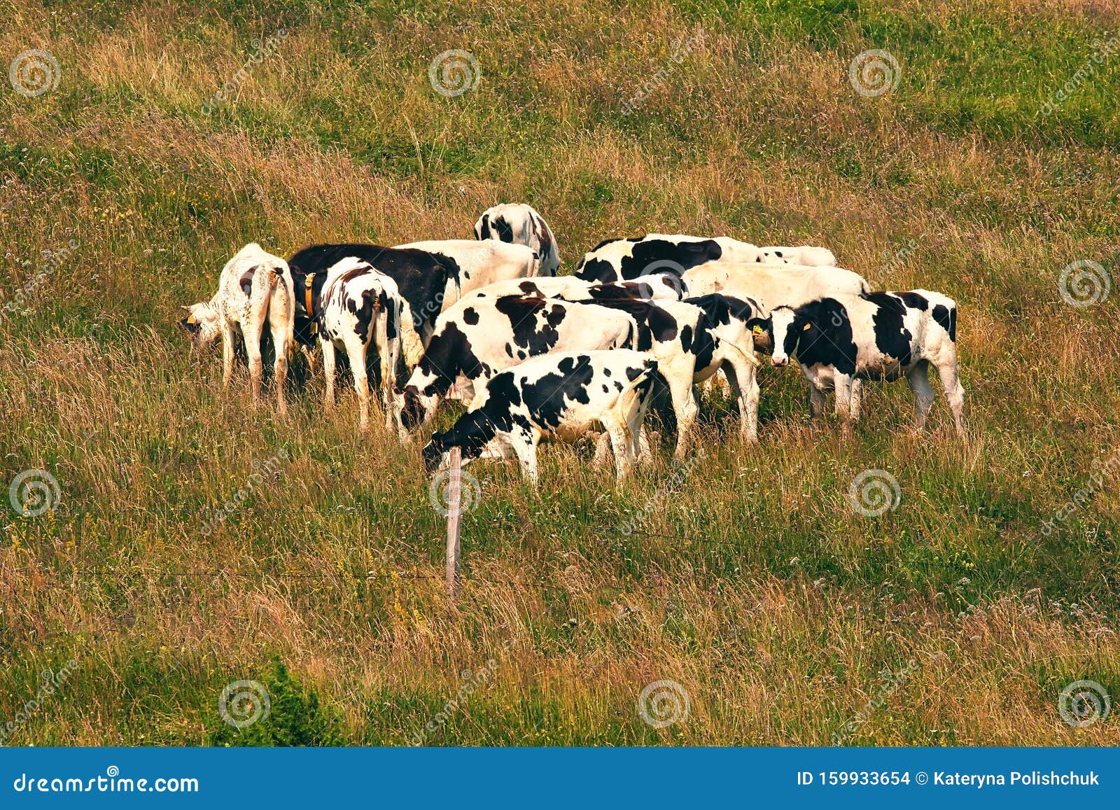 Herd of Cows Grazing in the Meadow Stock Photo - Image of herd ...