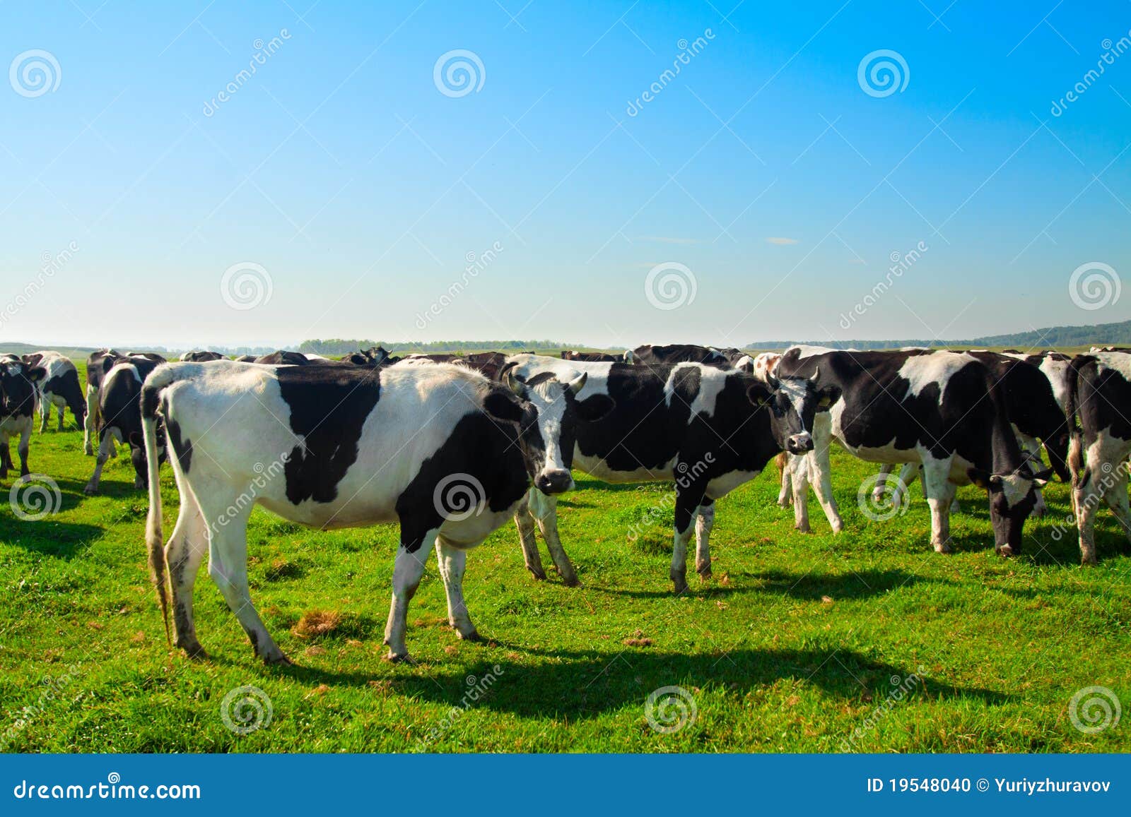 Herd of Cows Grazing in Meadow Stock Photo - Image of bull, land: 19548040