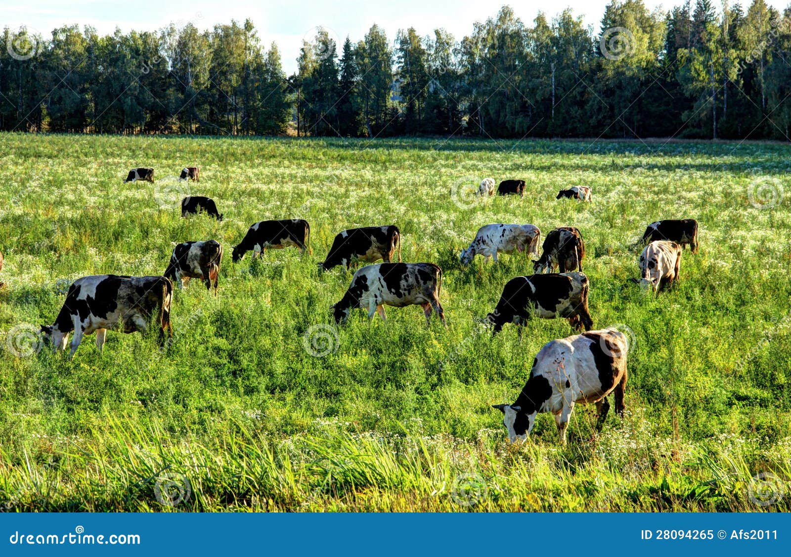 A Herd of Cows Grazing in the Meadow Stock Image - Image of country ...