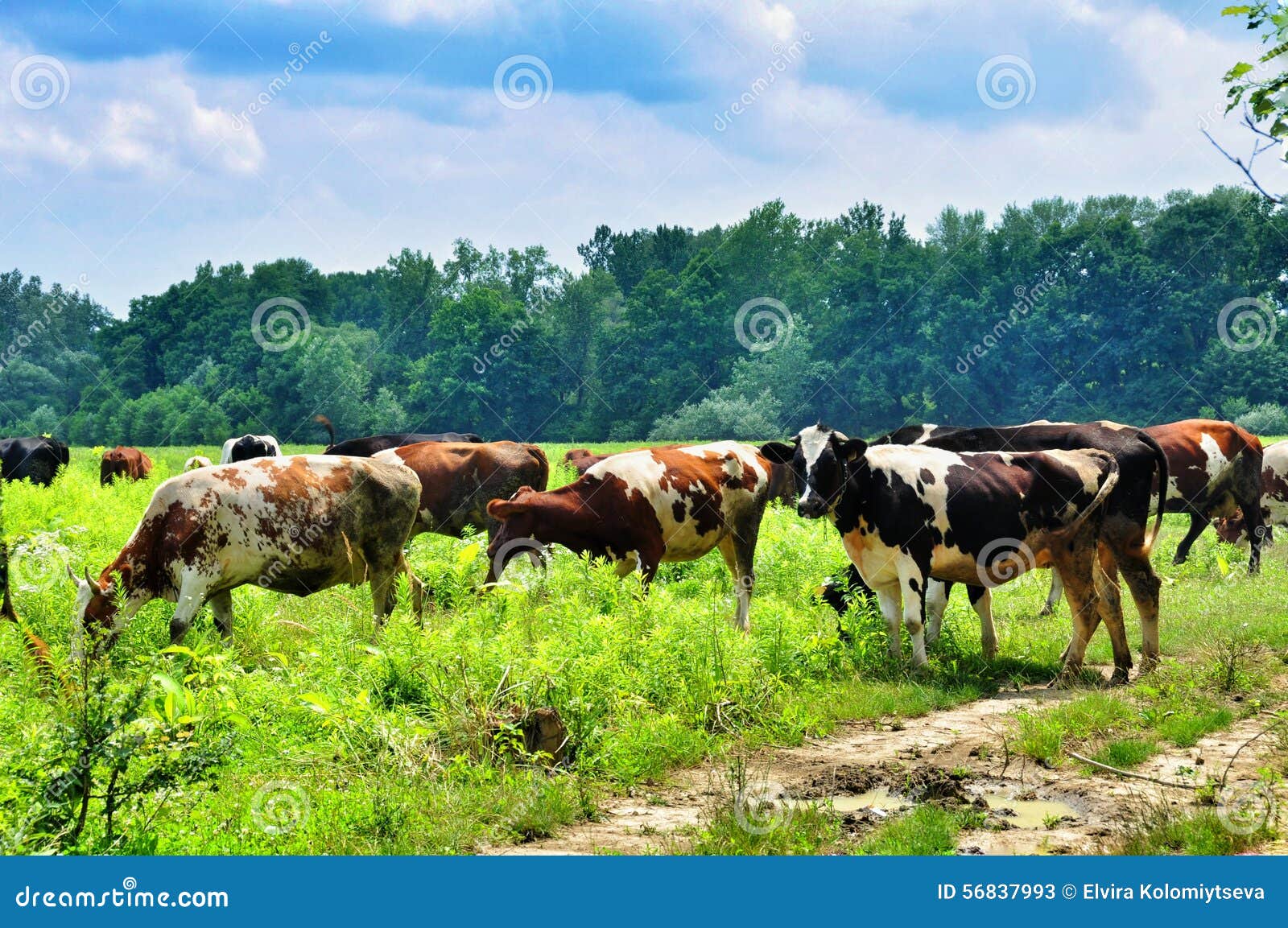 Herd of Cows Grazing in Meadow Stock Image - Image of agriculture ...