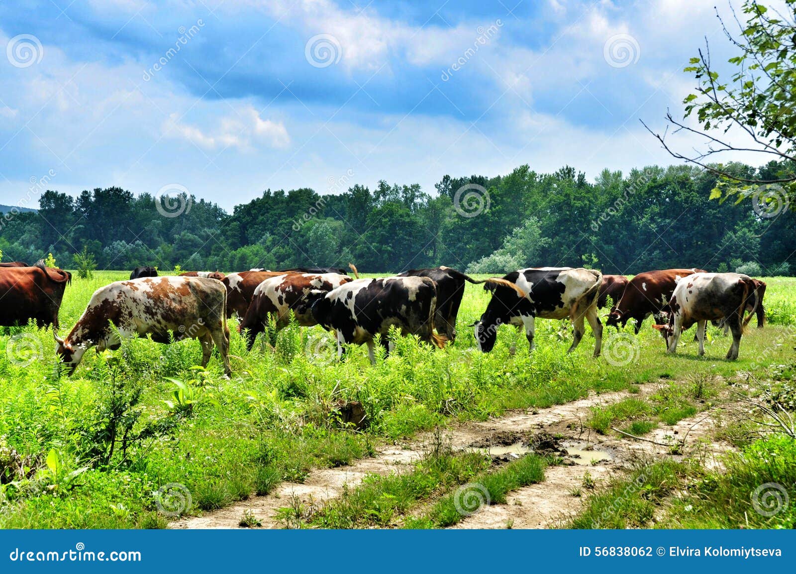 Herd of Cows Grazing in Meadow Stock Photo - Image of blue, field: 56838062