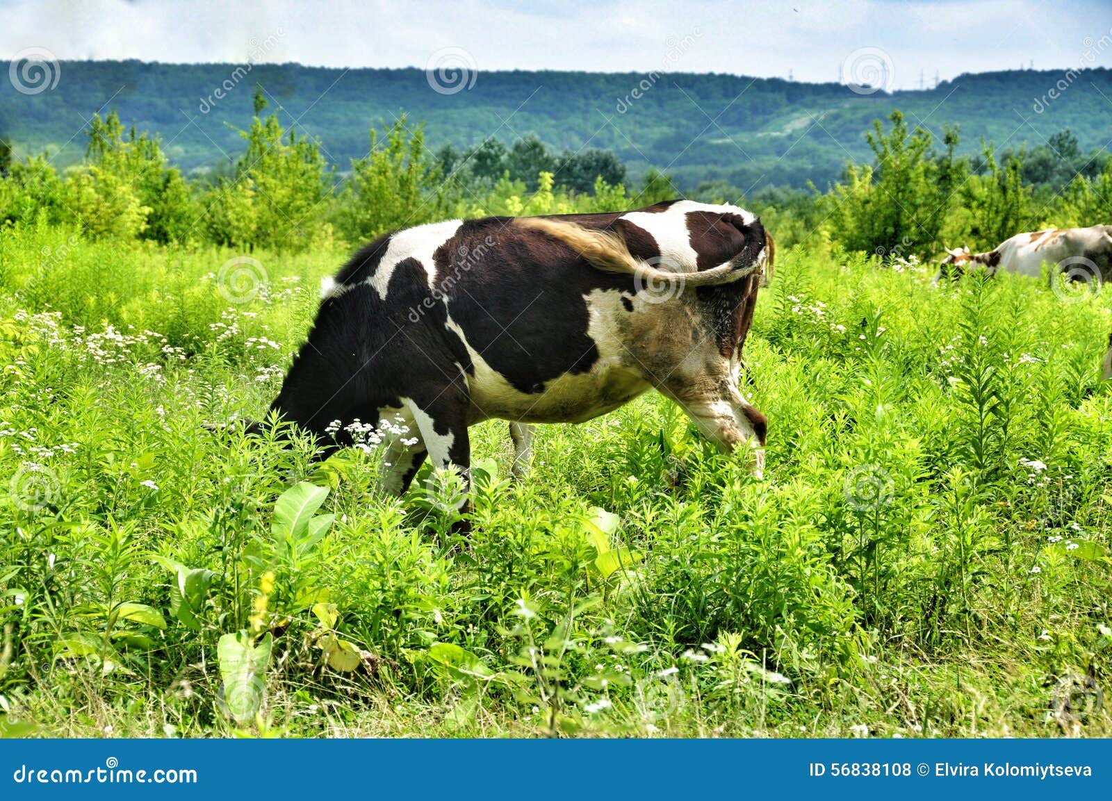 Herd of Cows Grazing in Meadow Stock Photo - Image of blue, fence: 56838108