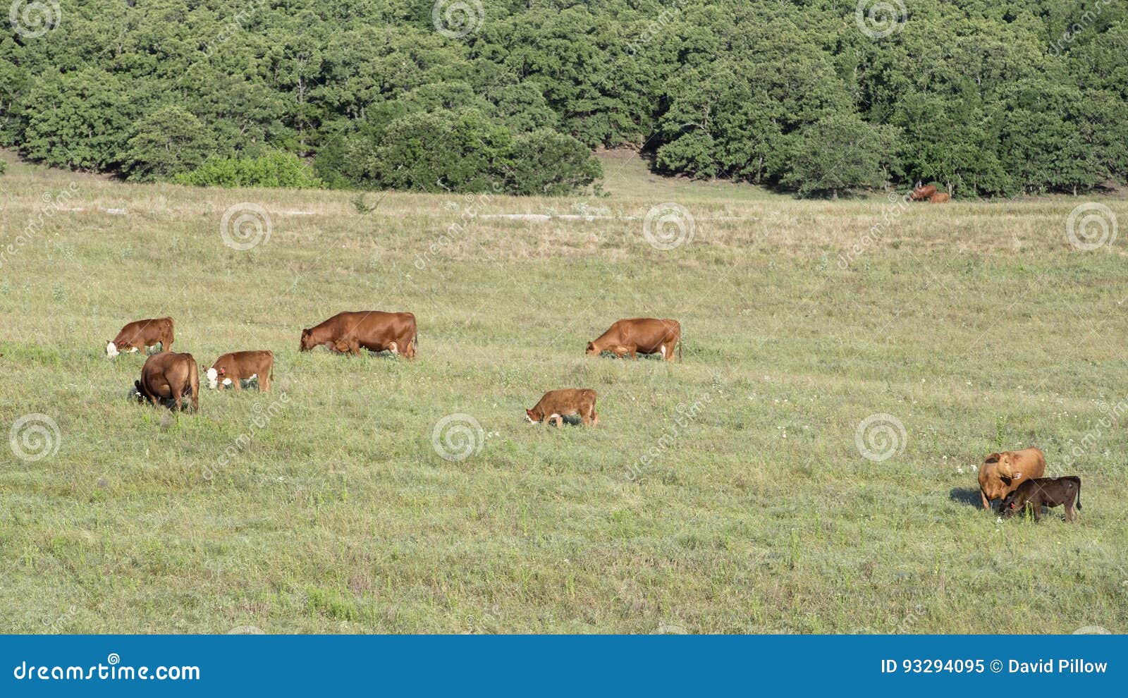 Herd Cows Grazing in Oklahoma Stock Image - Image of cows, angus: 93294095