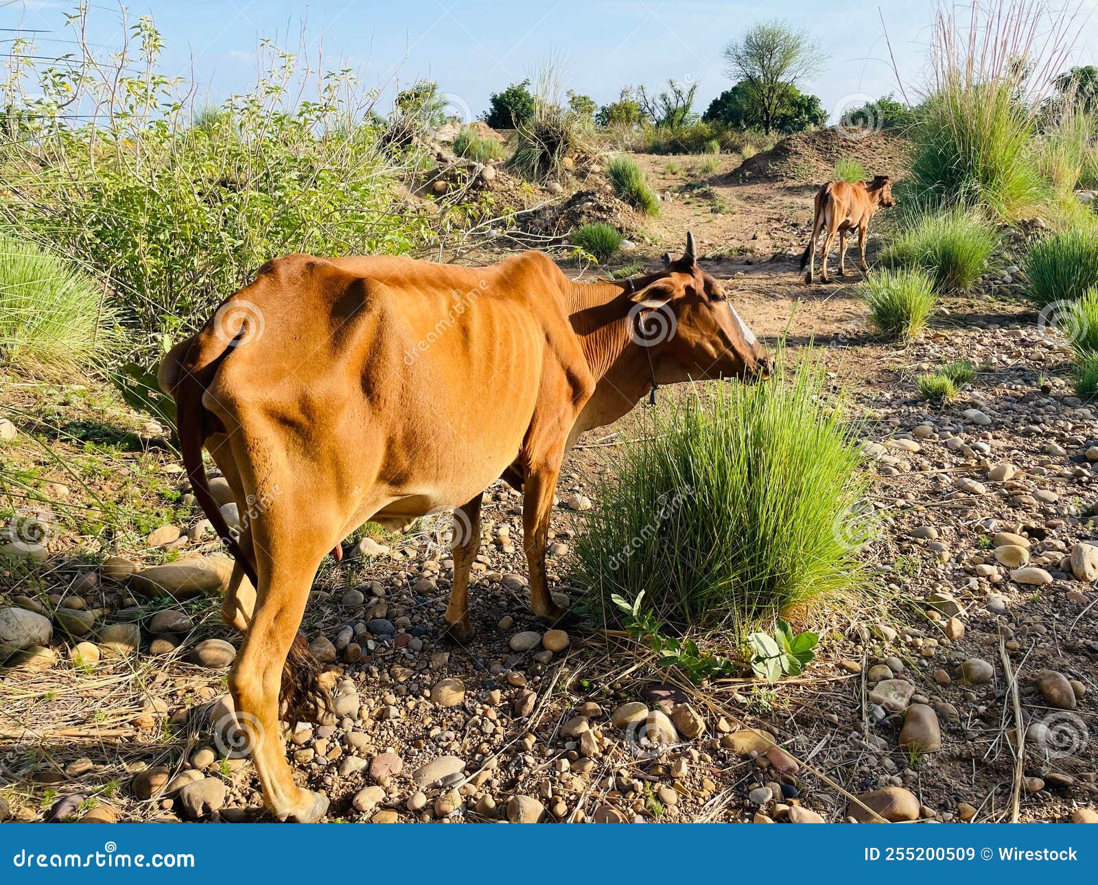 Herd of Cows Grazing in a Rocky Pasture Stock Image - Image of wild ...