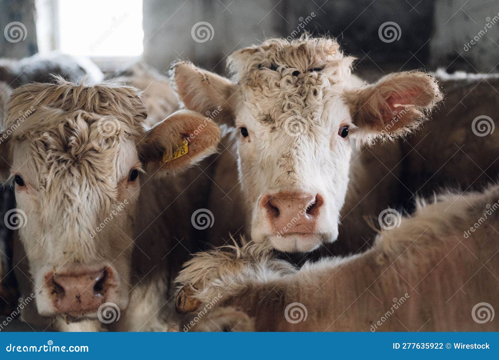 Herd of Cows Grazing in a Rustic Barn Setting. Stock Photo - Image of ...