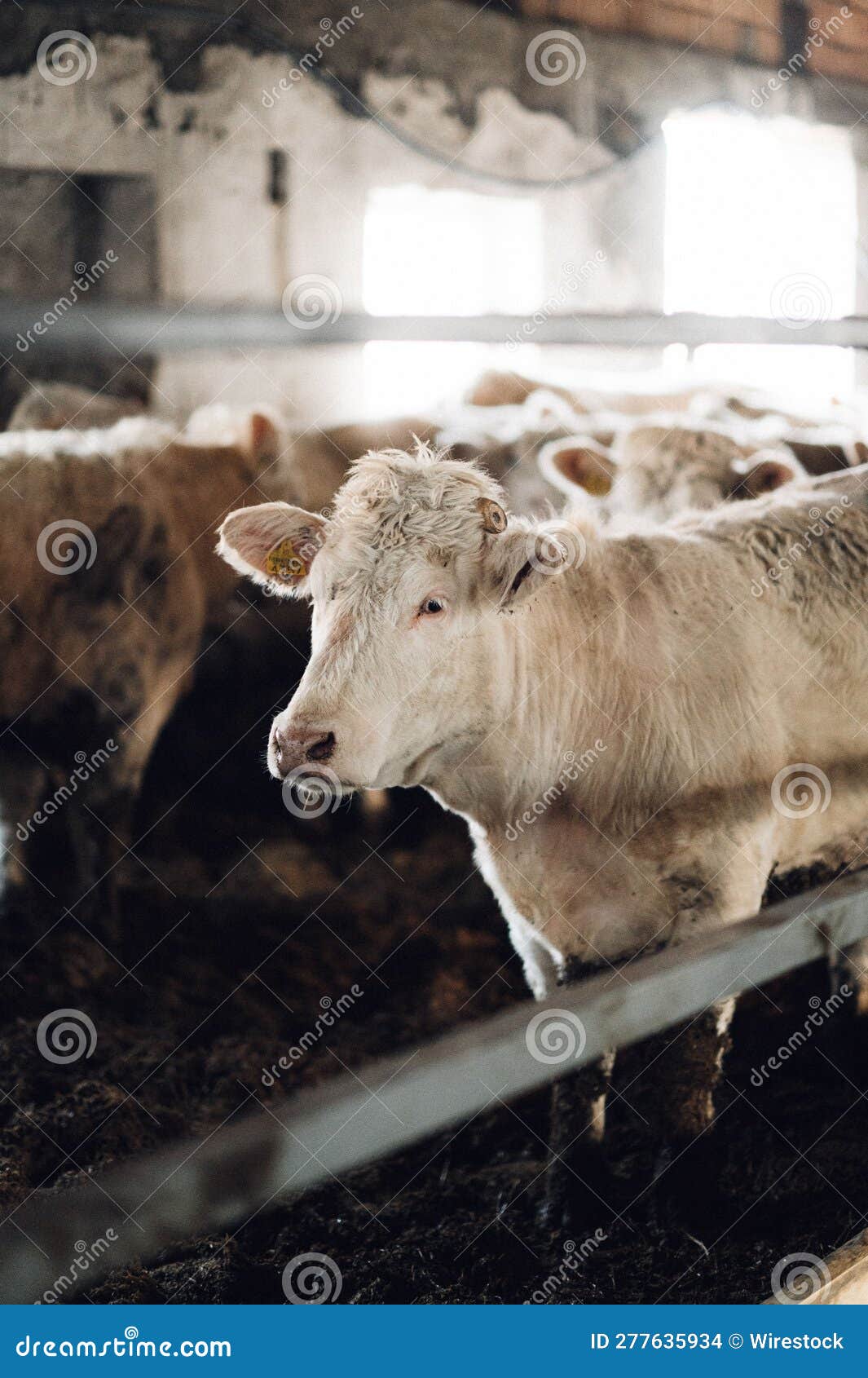 Herd of Cows Grazing in a Rustic Barn Setting. Stock Photo - Image of ...