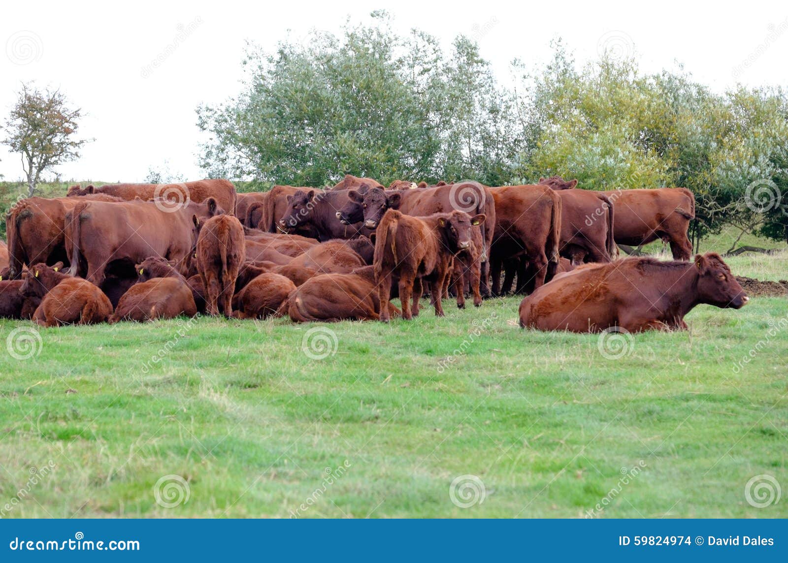 Herd of cows stock photo. Image of beef, grazing, mother - 59824974