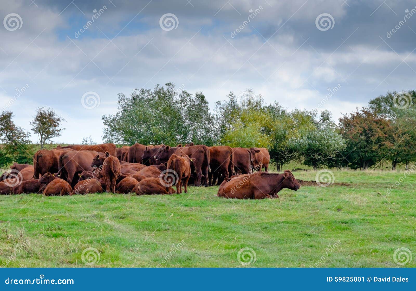 Herd of cows stock image. Image of agricultural, meadow - 59825001